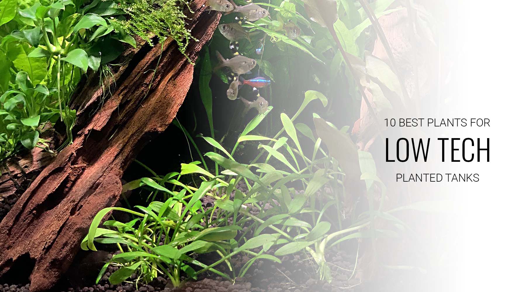 10 Best Low Tech Plants - The 2Hr Aquarist