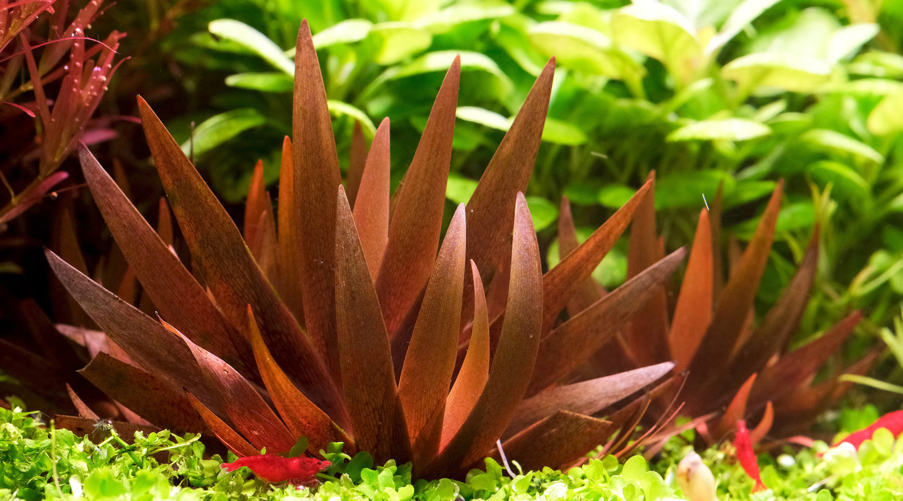 How to grow Xyris red (Xyris smalliana) - The 2Hr Aquarist