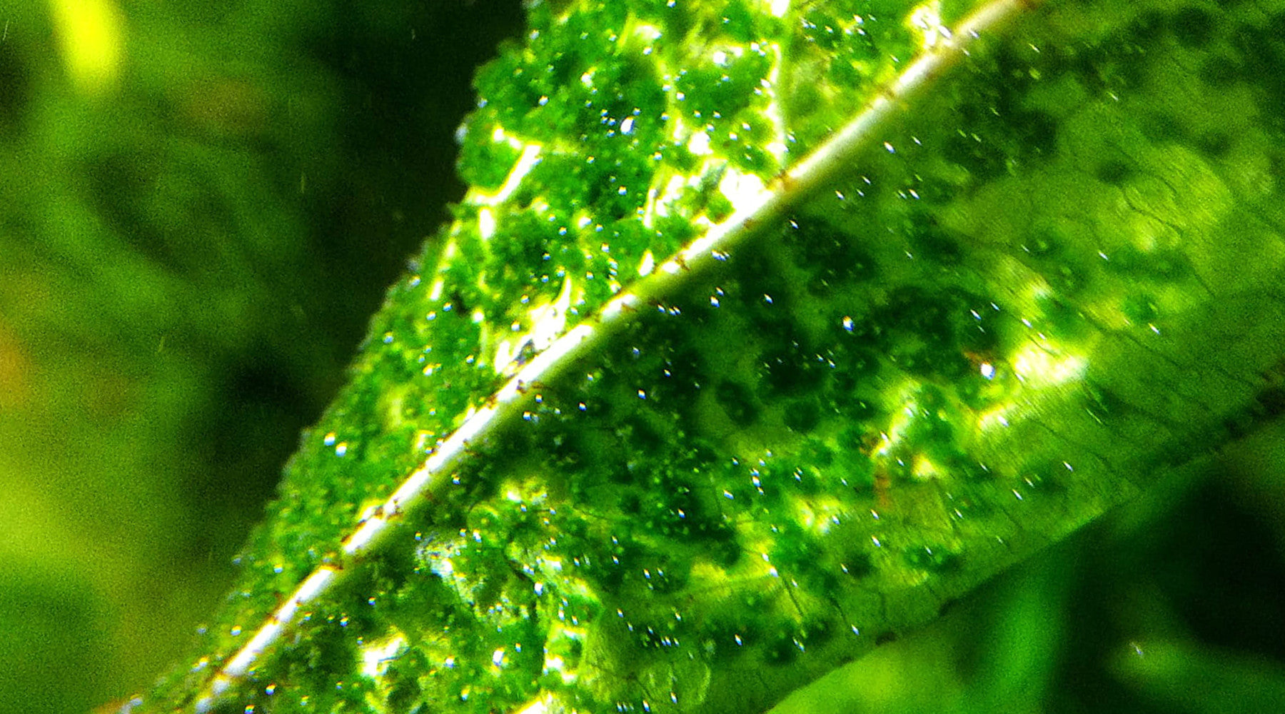 Java fern (Microsorum pteropus) galls/disease - The 2Hr Aquarist