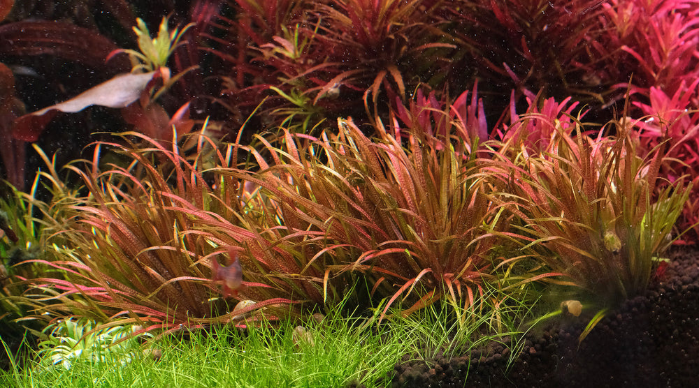 How to grow Blyxa japonica - The 2Hr Aquarist