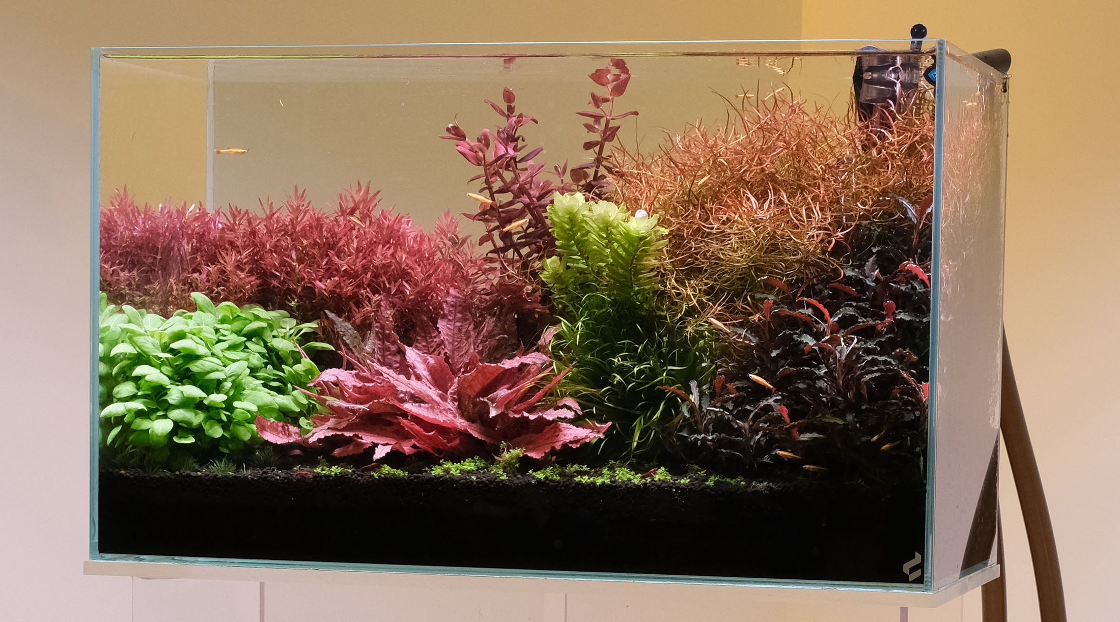 How to grow lush planted tanks without CO2 injection? - The 2Hr Aquarist
