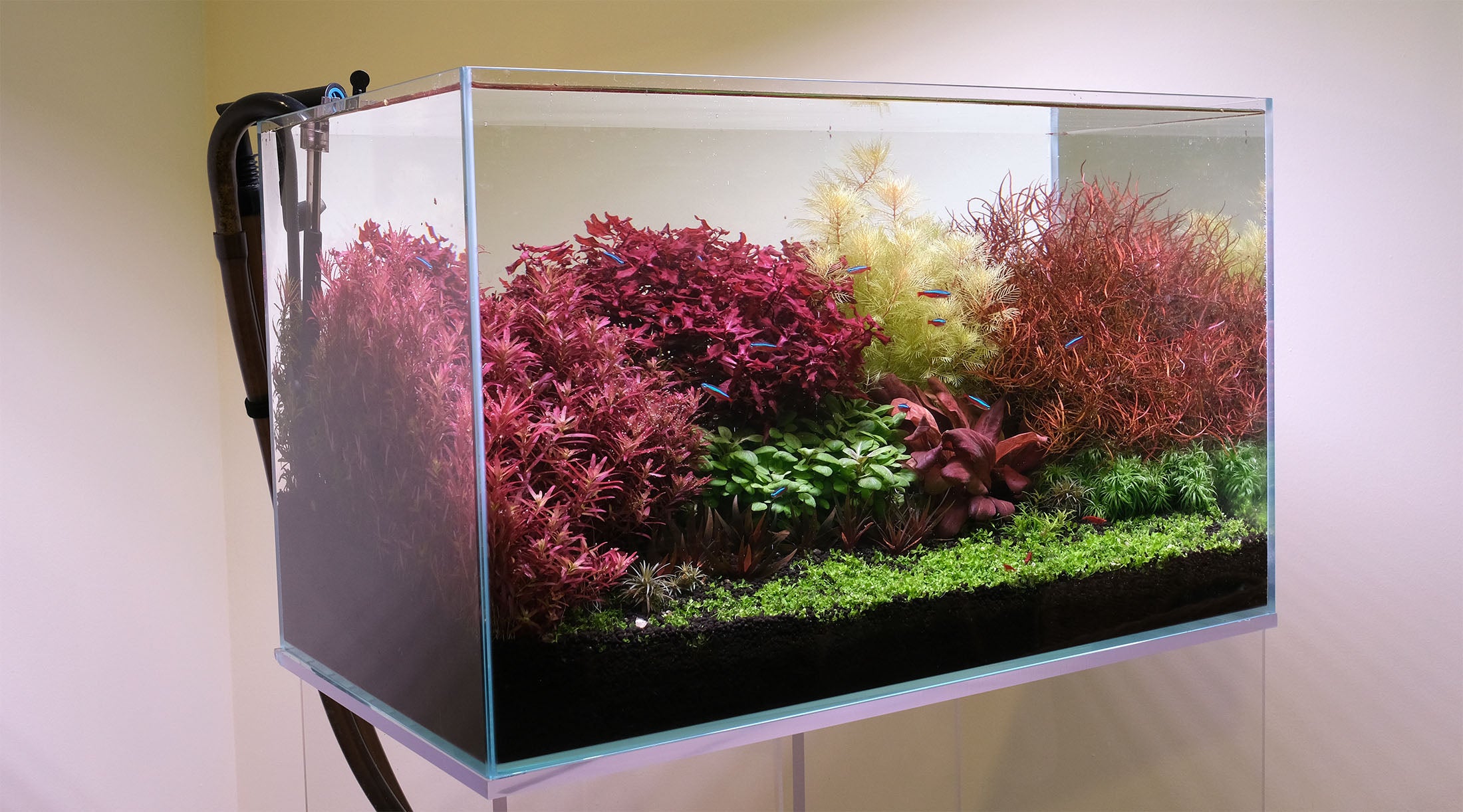 Josh Sim - The 2Hr Aquarist