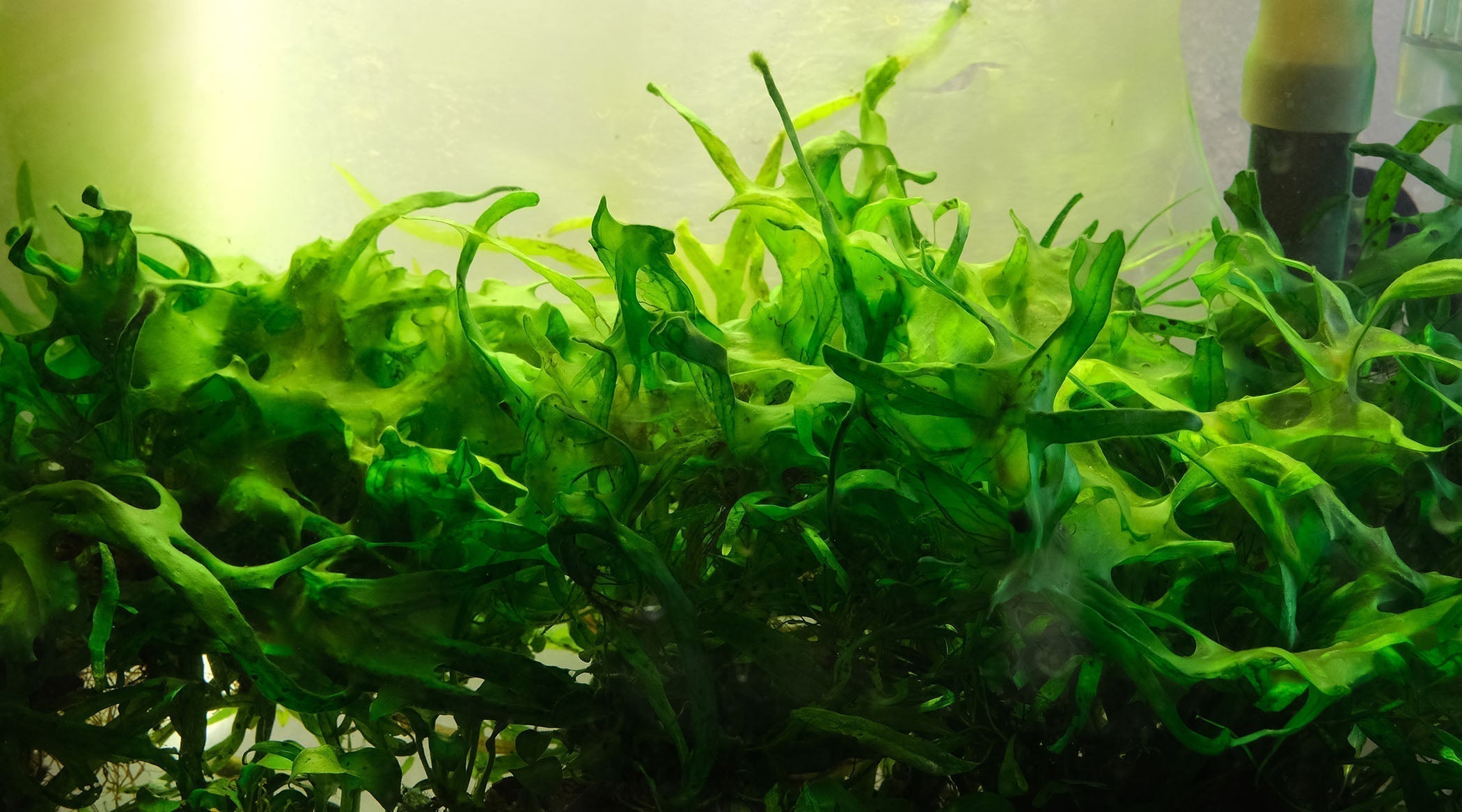 How to control cyanobacteria (Blue-green algae) in an aquarium - The ...