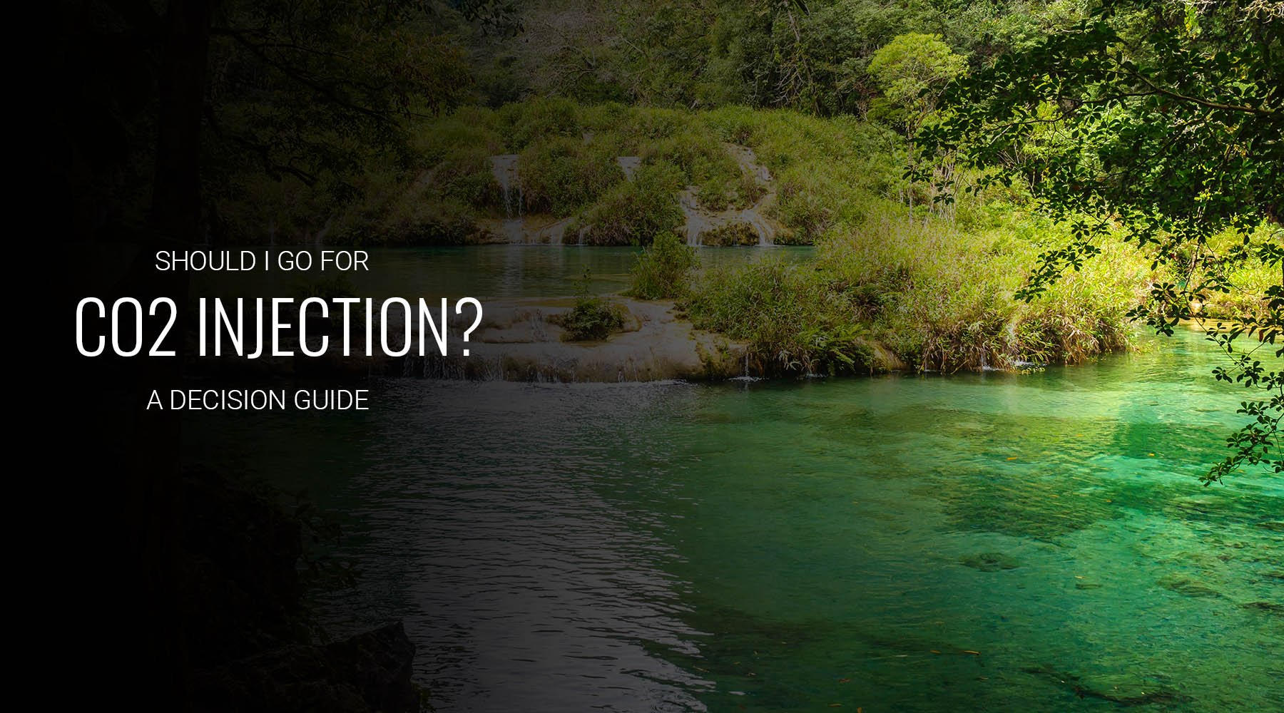 Why choose to inject CO2 and have a 'high tech' tank? - The 2Hr Aquarist