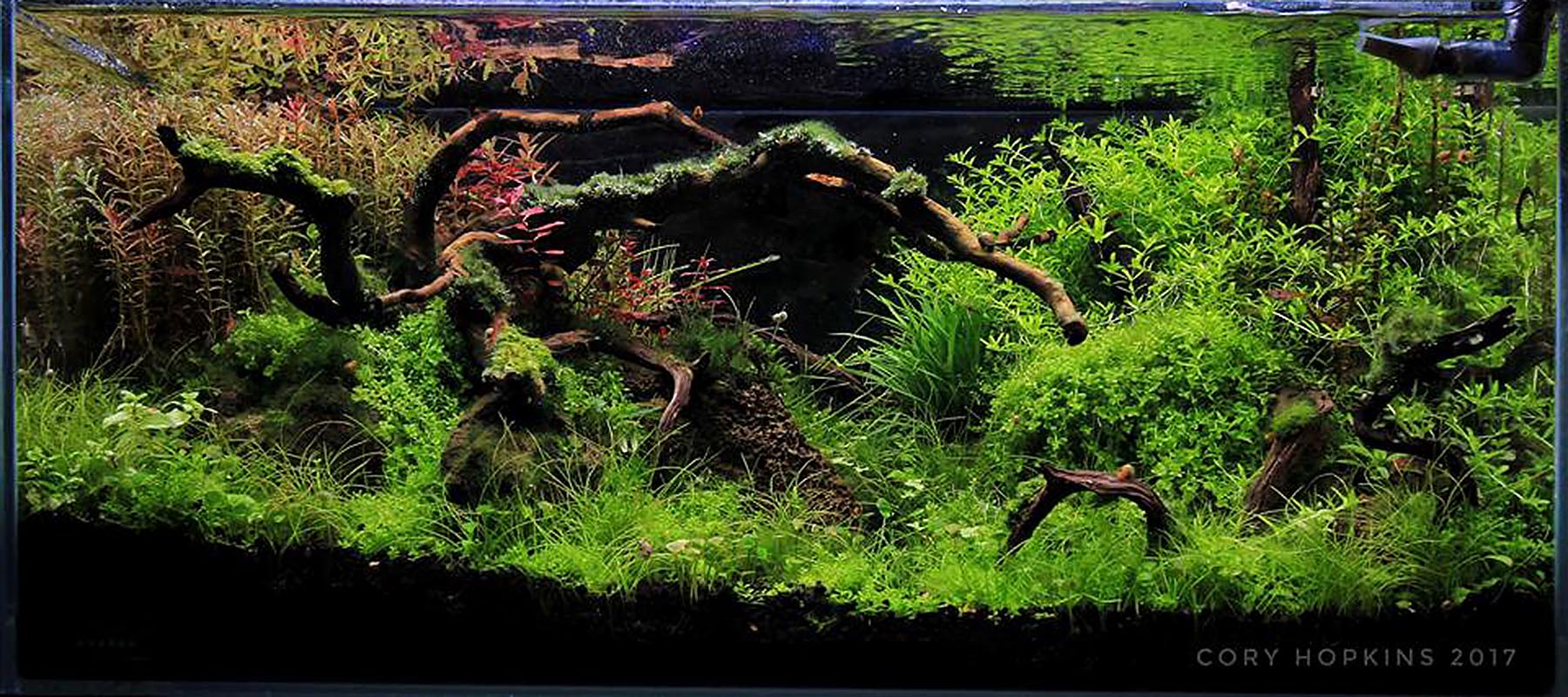 Aquascape styles and ideas - The 2Hr Aquarist
