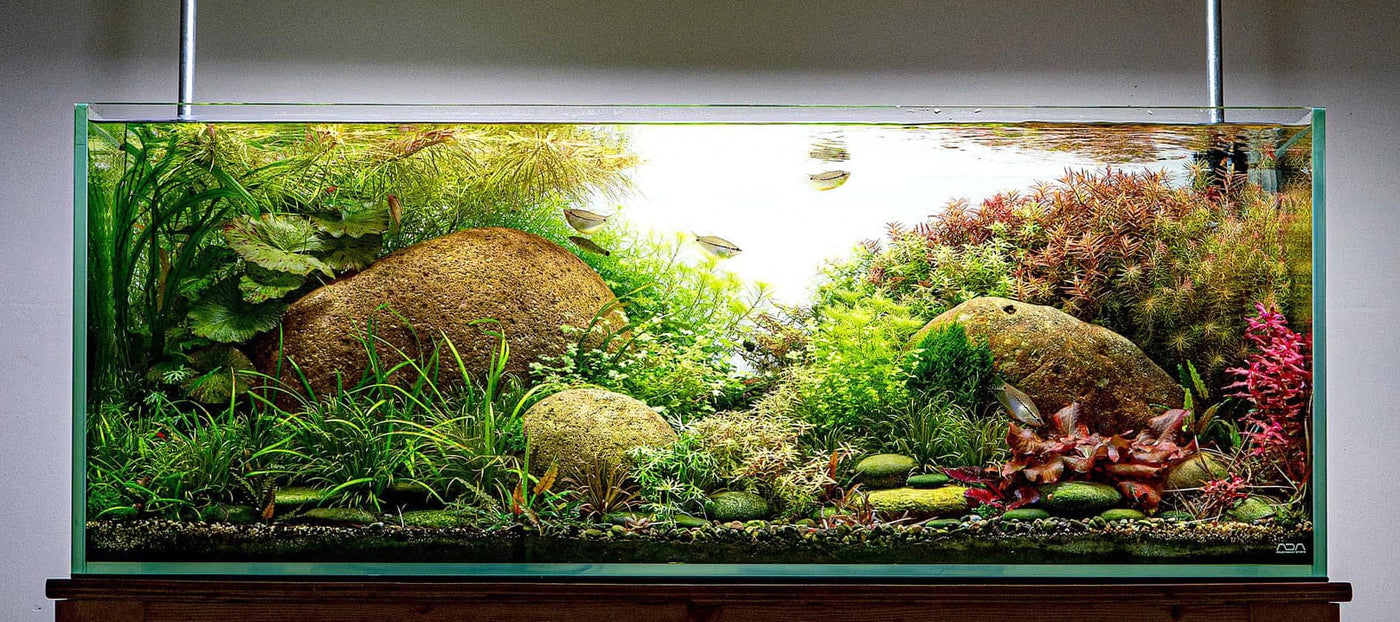 Dou Mok | Nature Style - The 2Hr Aquarist