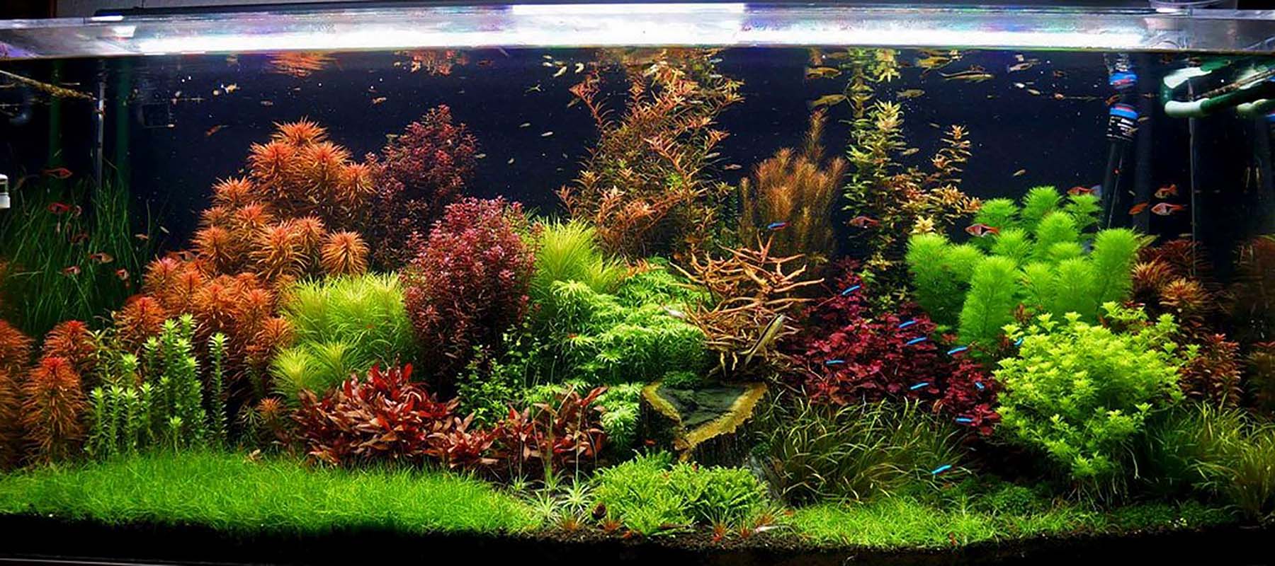 Mark Crow | Dutch Style - The 2Hr Aquarist