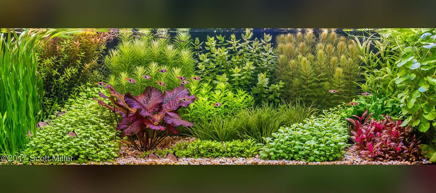 Aquascape styles and ideas Tagged "Dutch aquascape" - The 2Hr Aquarist