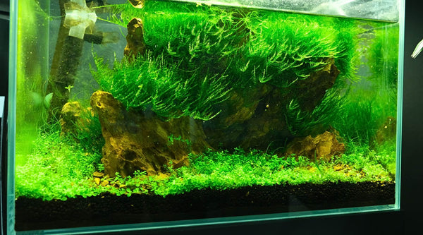 Green dust algae (GDA) : A focused study - The 2Hr Aquarist