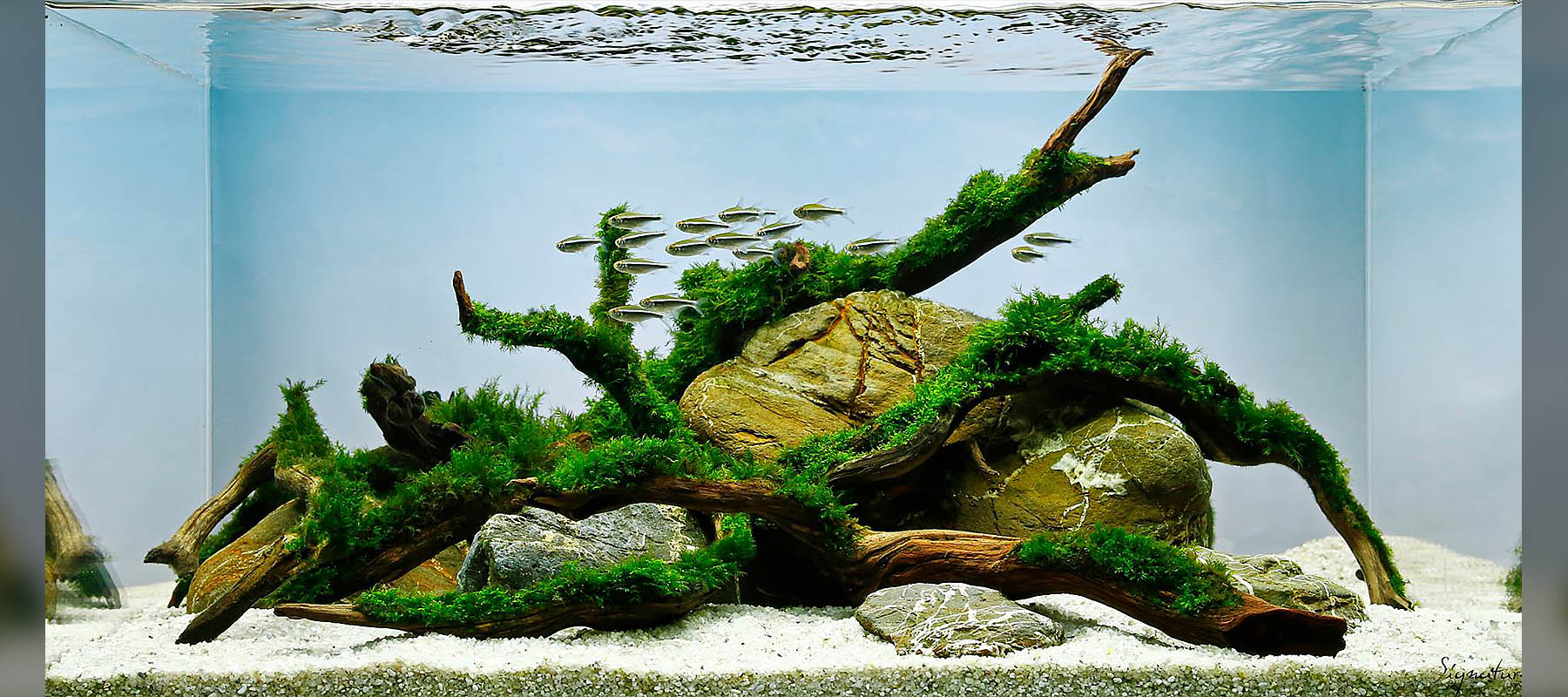 George Farmer | Nature Style - The 2Hr Aquarist