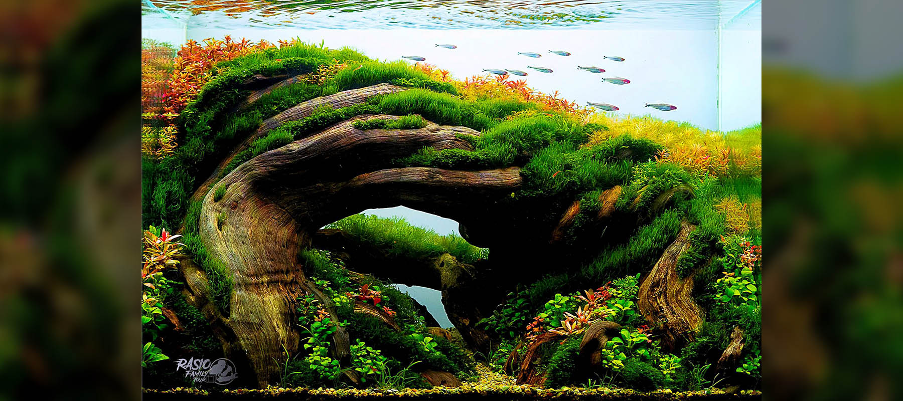 Herry Rasio 4 | Nature Style / Diorama - The 2Hr Aquarist