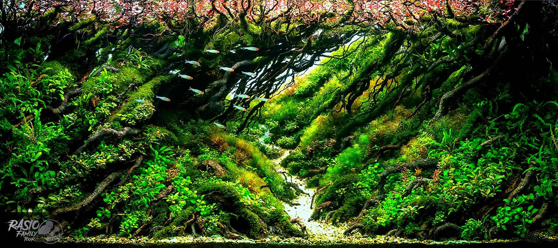 Herry Rasio 5 | Diorama / Nature Style - The 2Hr Aquarist