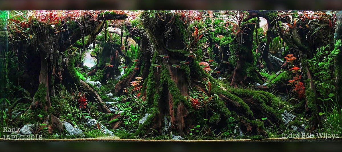 Aquascape styles and ideas Page 4 - The 2Hr Aquarist