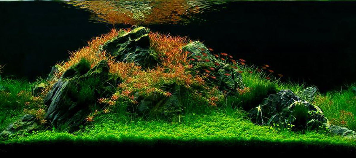 Josh Sim | Iwagumi - The 2Hr Aquarist