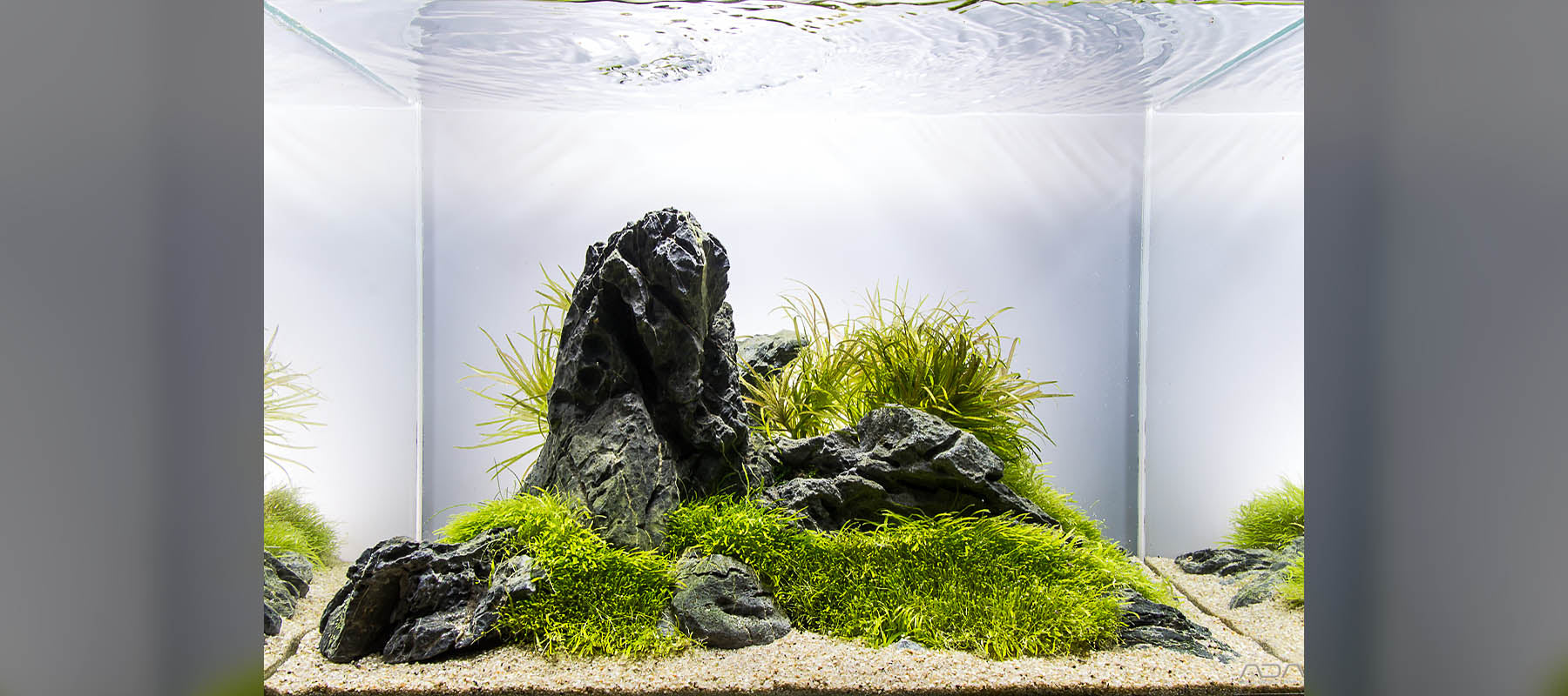 Jeff Miotke | Iwagumi - The 2Hr Aquarist