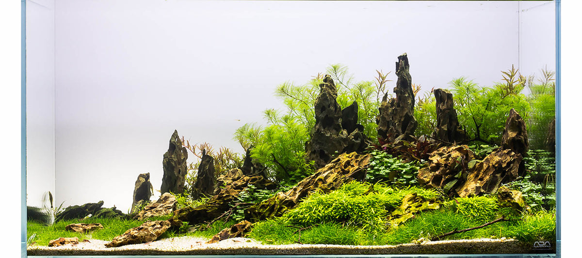 Aquascape styles and ideas - The 2Hr Aquarist