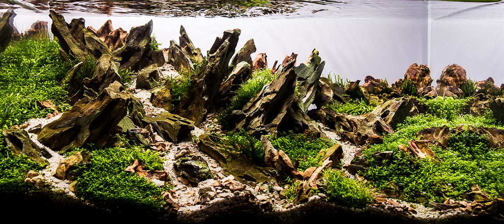 Jeff Miotke | Iwagumi - The 2Hr Aquarist