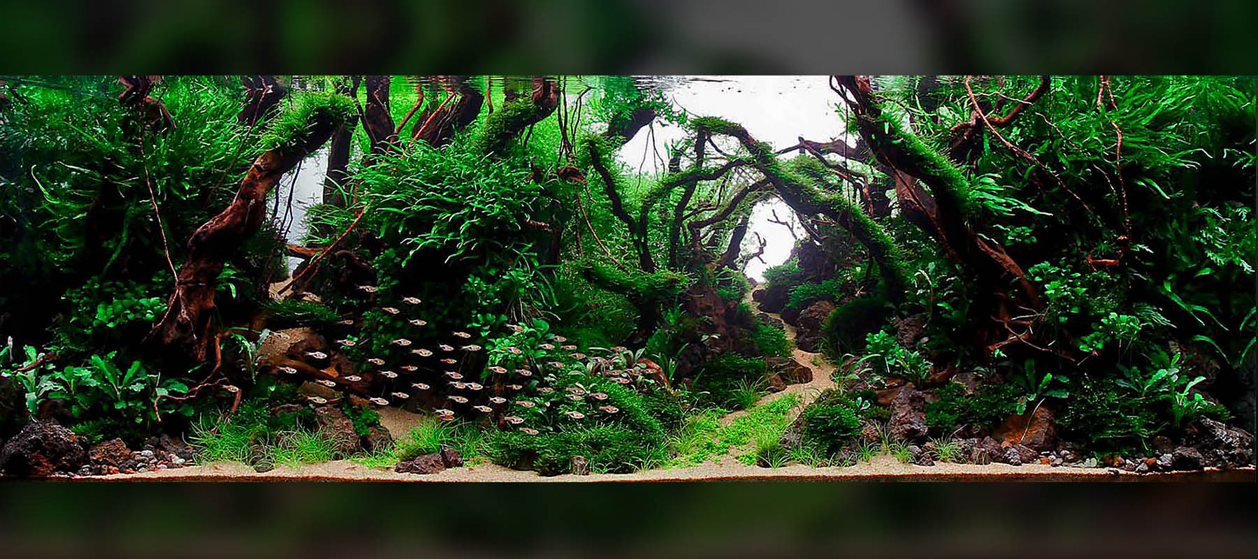 Josh Sim | Nature Style - The 2Hr Aquarist