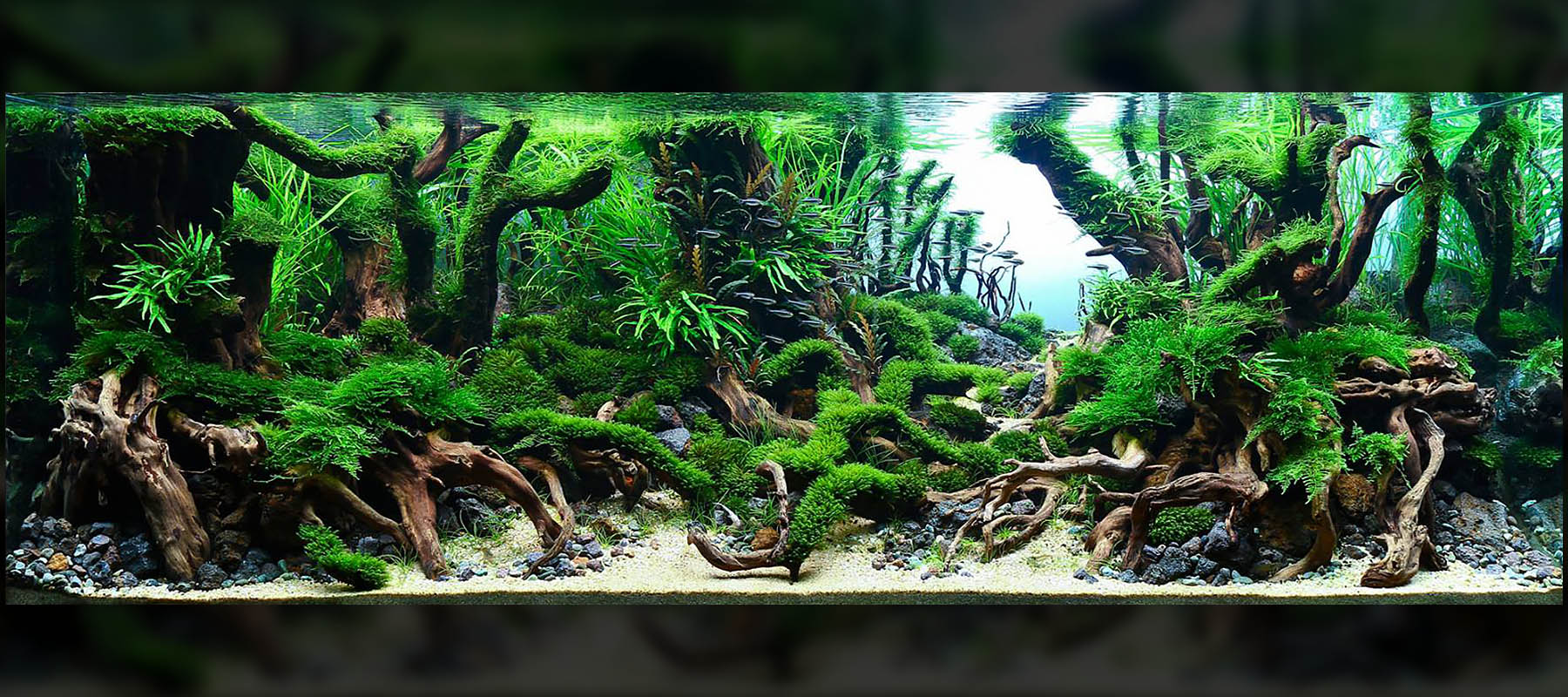 Josh Sim | Diorama / Nature Style - The 2Hr Aquarist