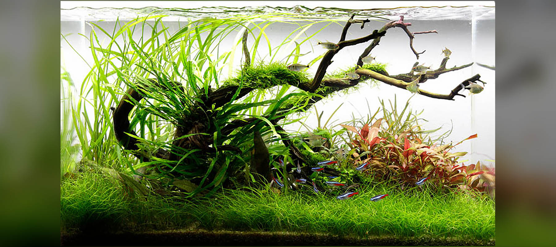 George Farmer | Nature Style - The 2Hr Aquarist
