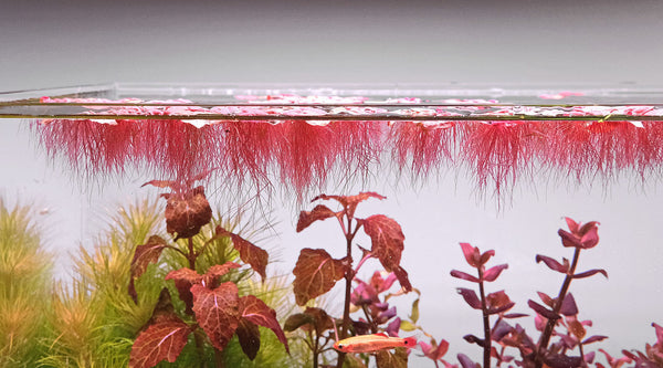 "Reading" Red Root Floaters - The 2Hr Aquarist