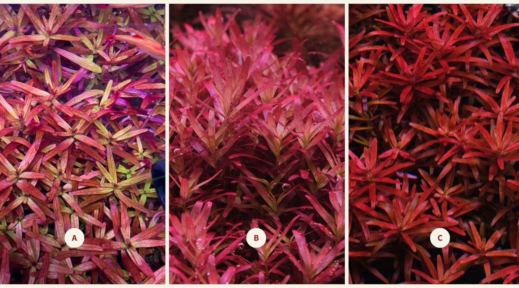 Rotala Colour Tips - The 2Hr Aquarist
