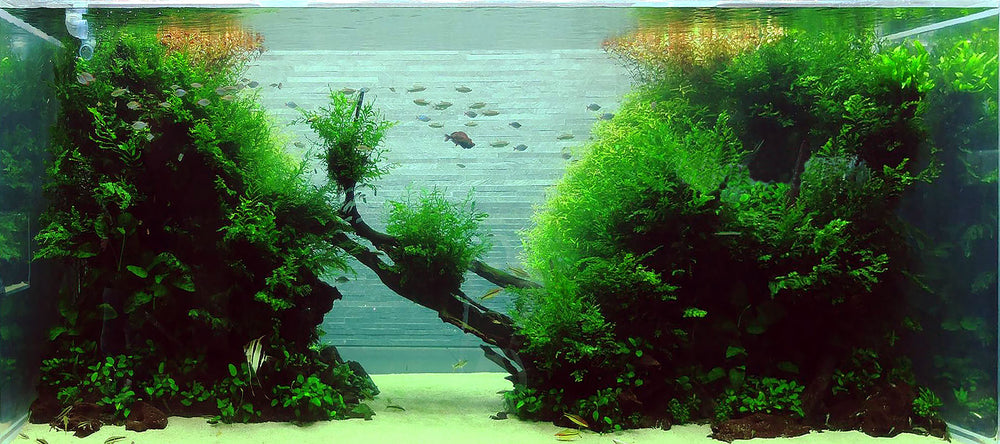 Aquascape styles and ideas Page 2 - The 2Hr Aquarist