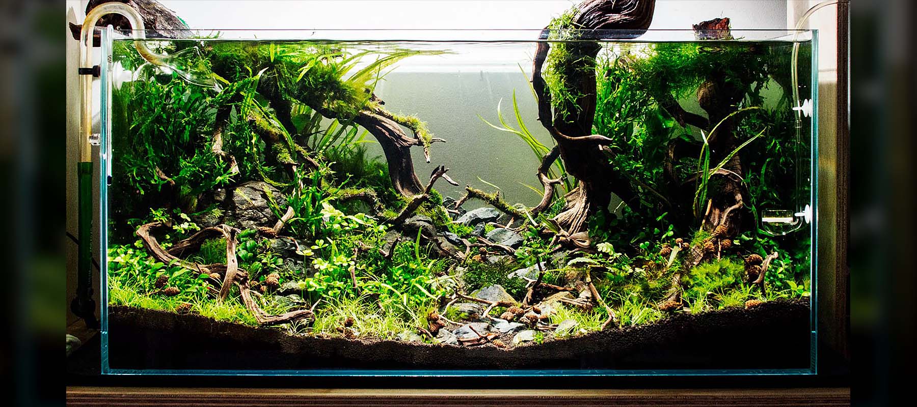 Dou Mok | Nature Style - The 2Hr Aquarist