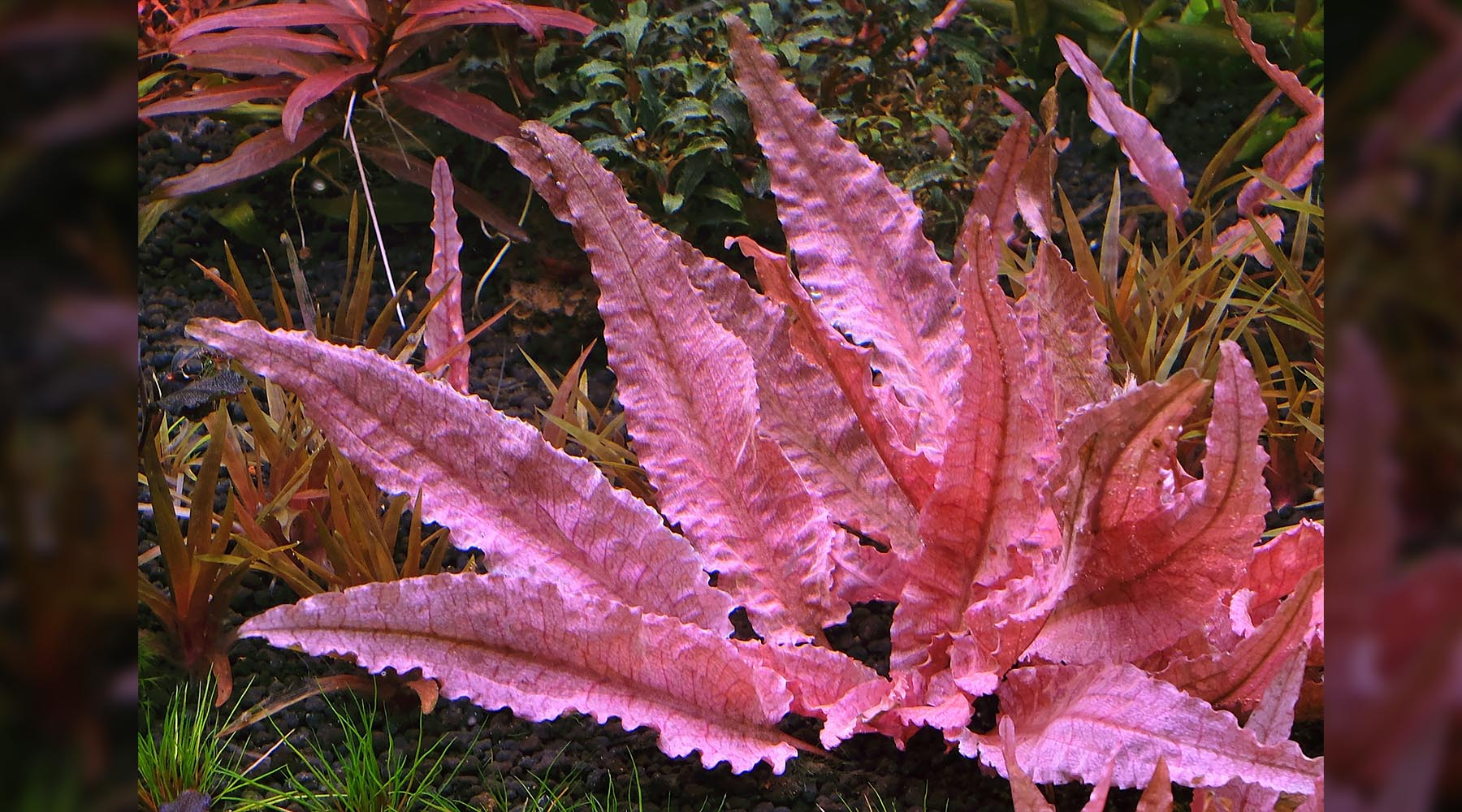 How to grow Cryptocoryne "Flamingo" - The 2Hr Aquarist