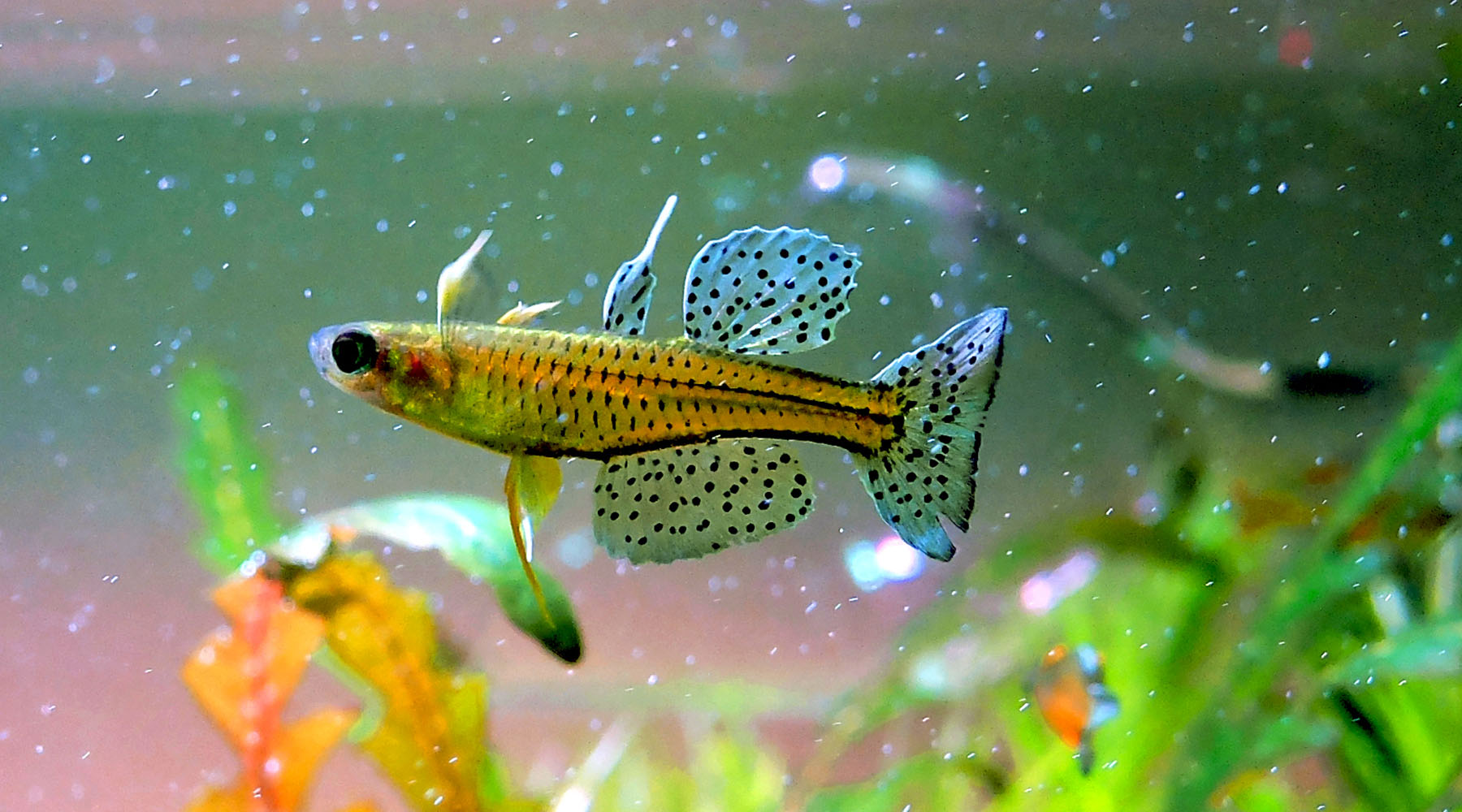 Gasping fish does not automatically mean that your plants are receivin ...