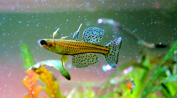 Gasping fish does not automatically mean that your plants are receivin ...