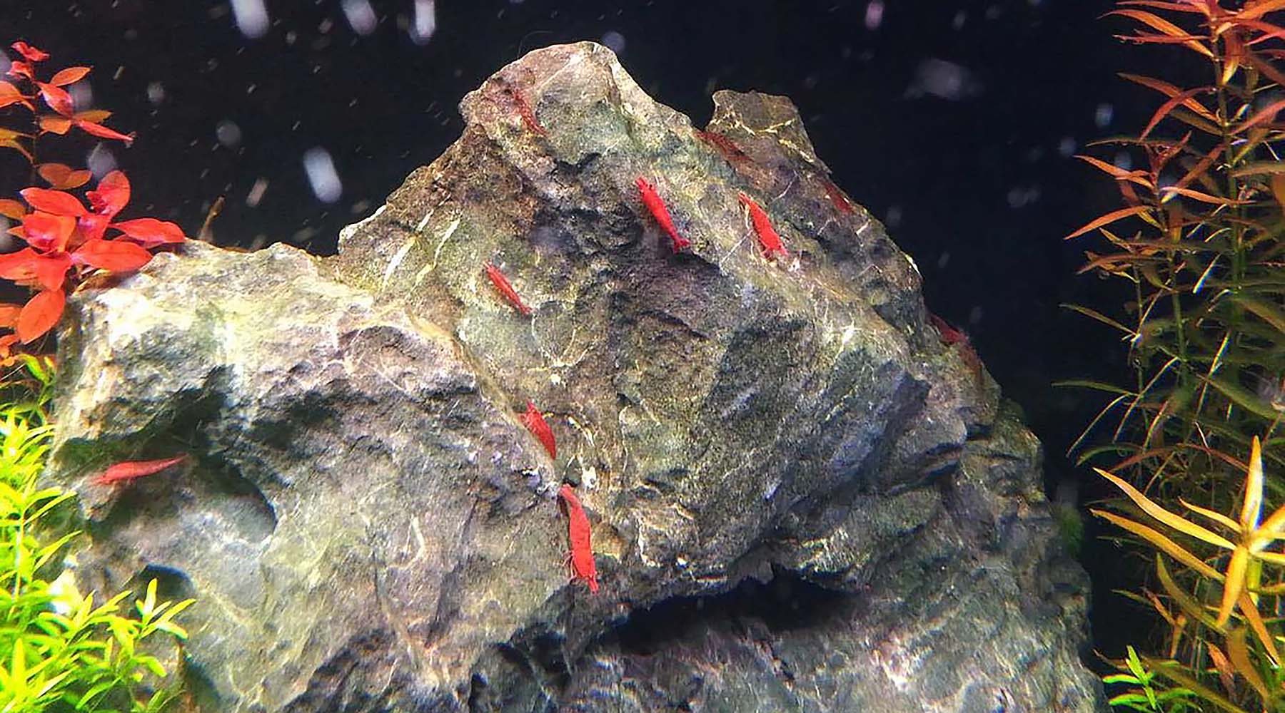 Understanding TDS - The 2Hr Aquarist