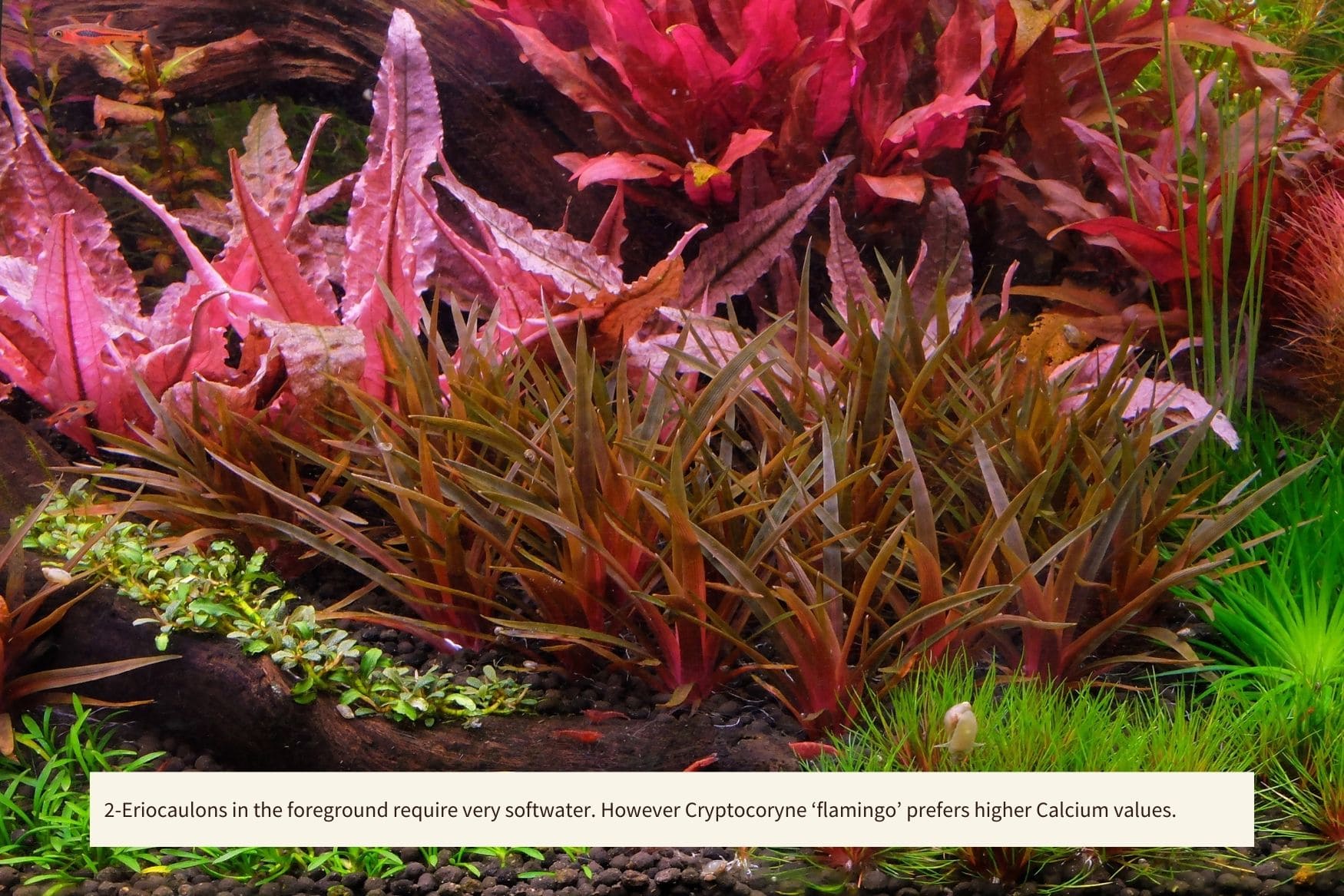 2Hr Aquarist APT SKY PLUS - The 2Hr Aquarist