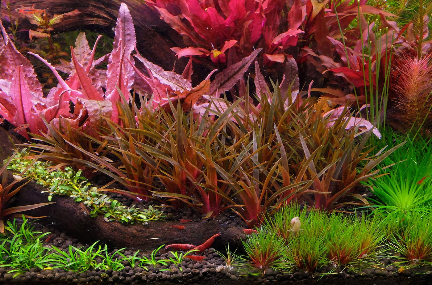 2Hr Aquarist APT Dew - The 2Hr Aquarist