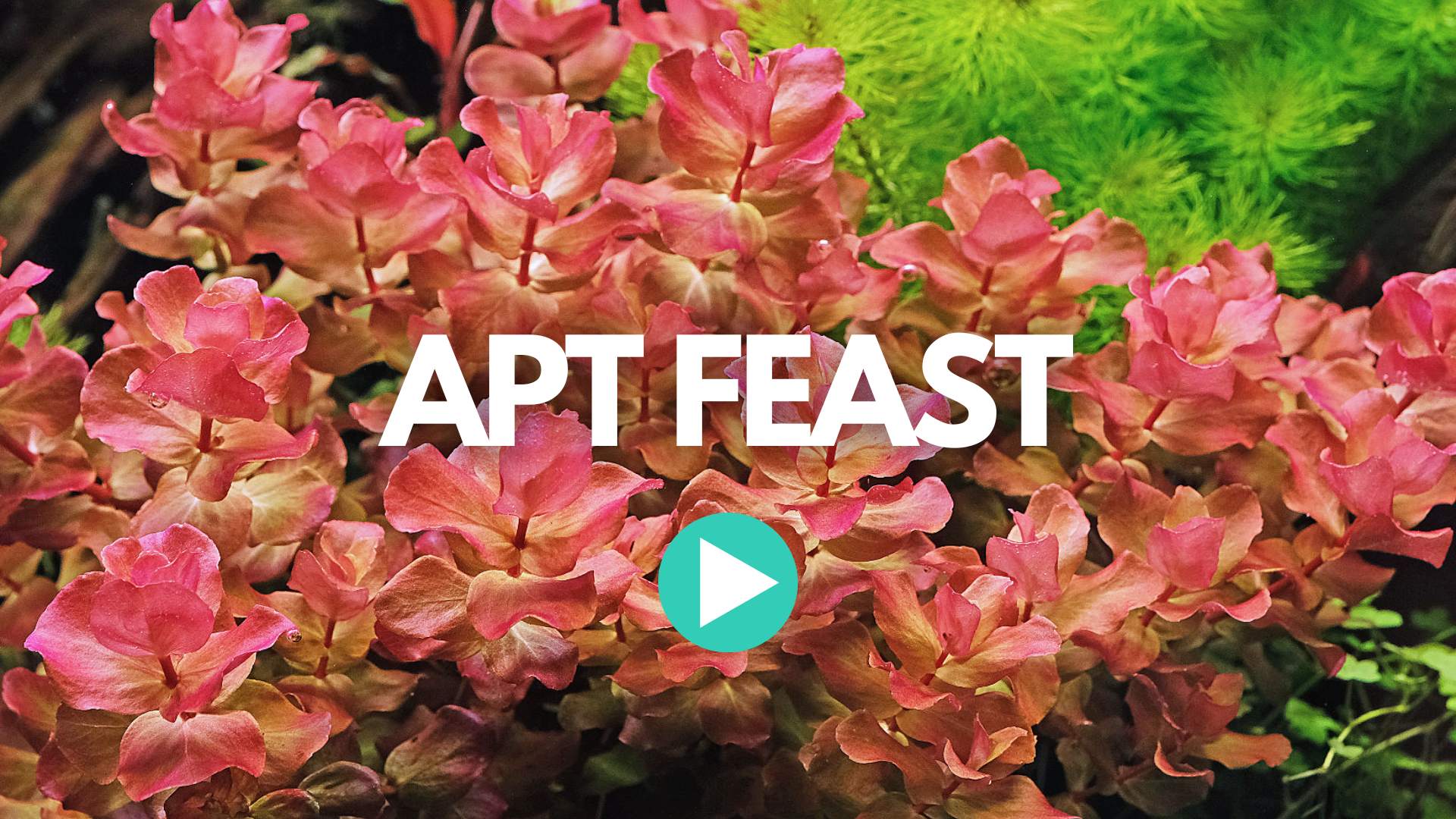 2Hr Aquarist APT Feast - The 2Hr Aquarist