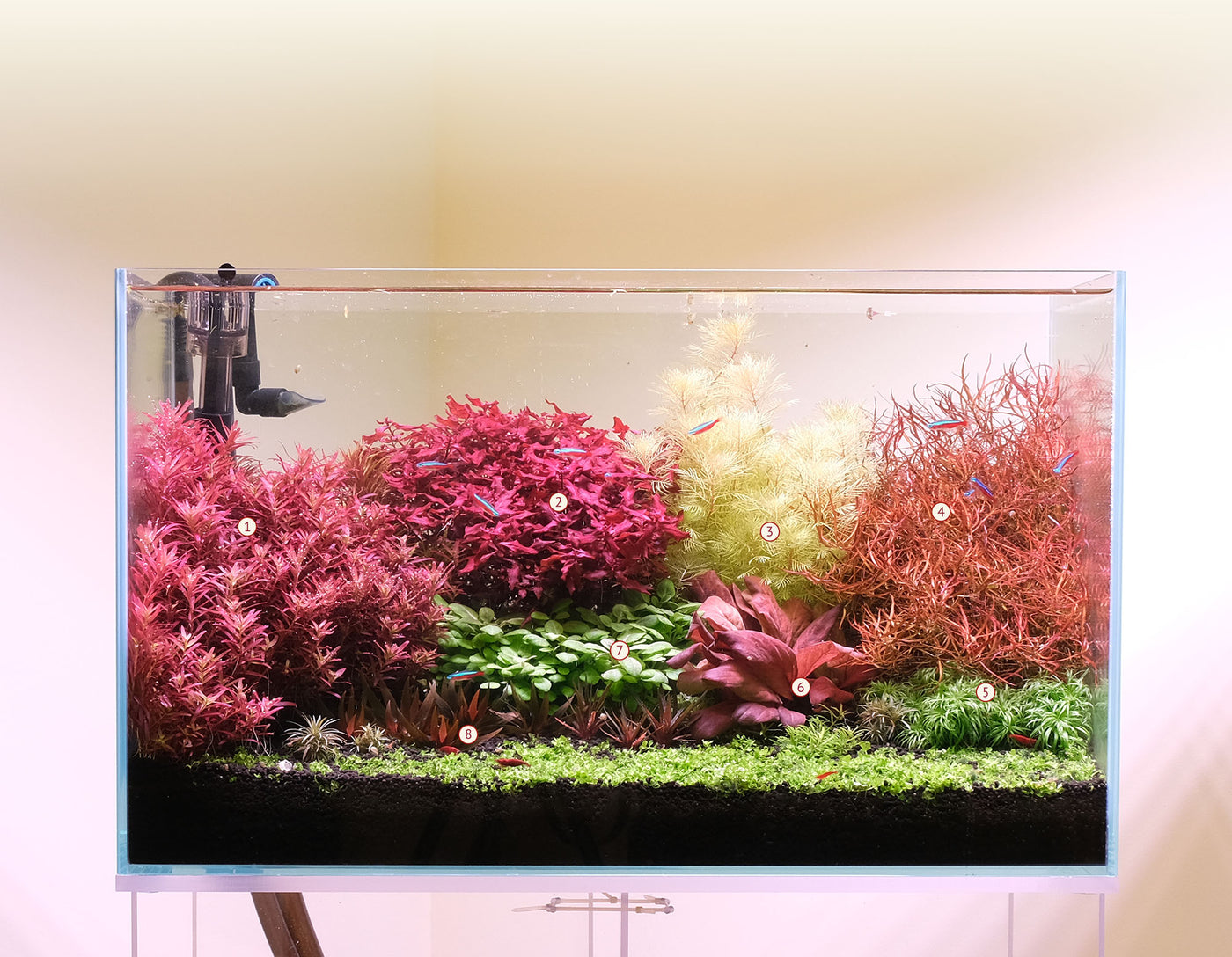 Planted Tank 101 - The 2Hr Aquarist