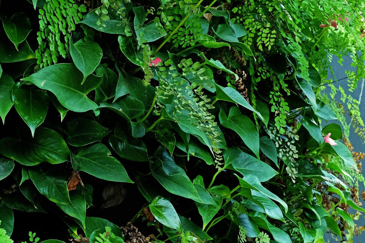 2Hr Aquarist APT Dew - The 2Hr Aquarist